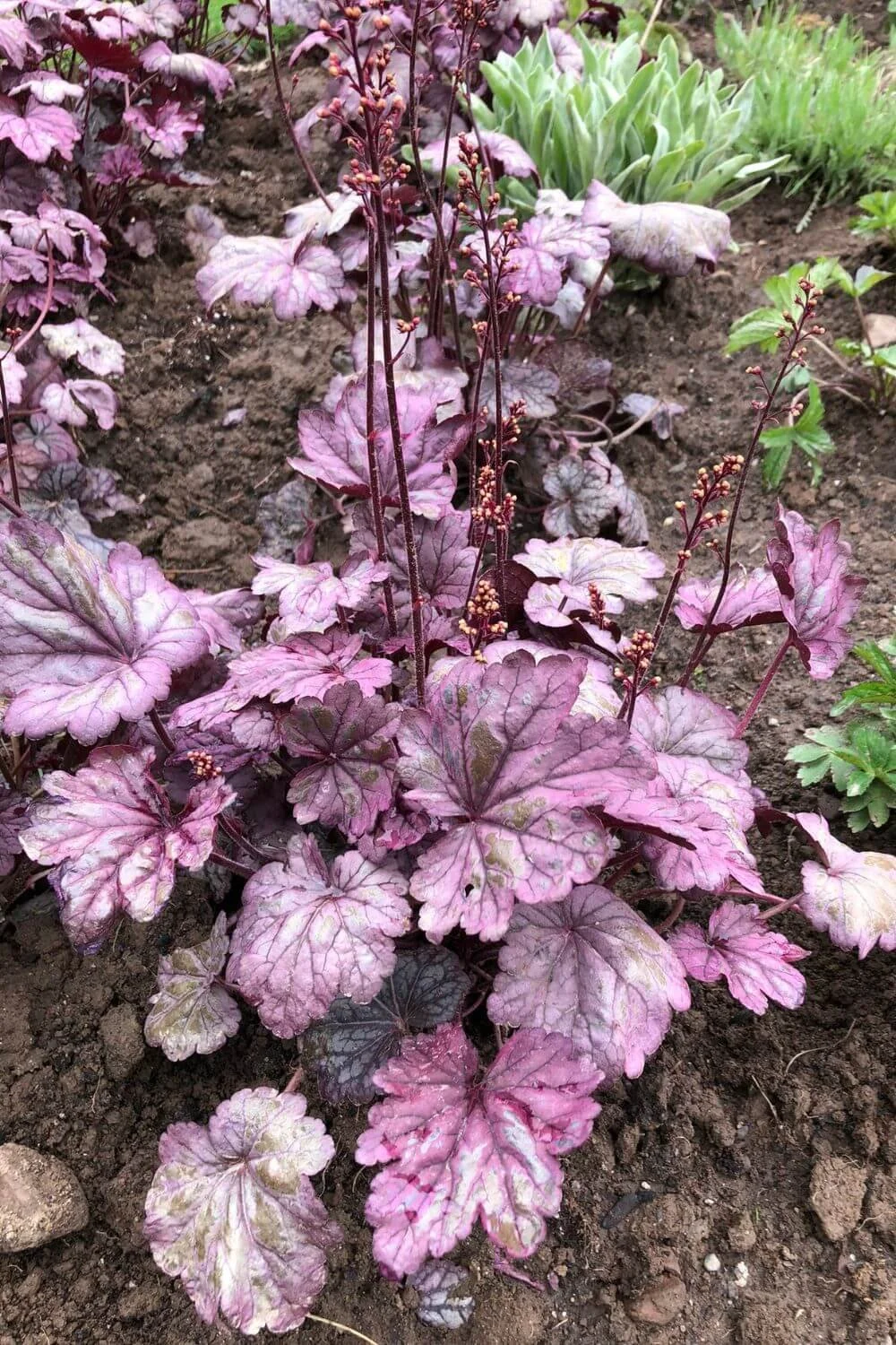 Thriving in the Shadows: The Best Shade-Loving Perennials