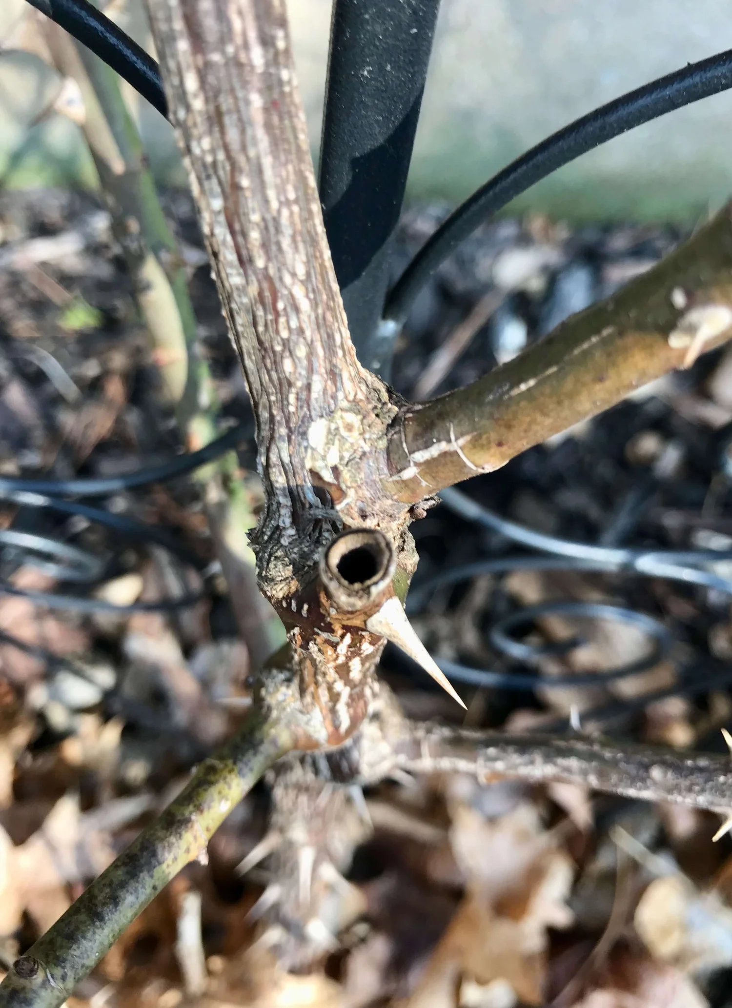 Hydrangea Cane Borer: A Harmful Invader; How to Treat it