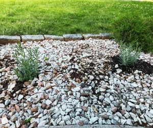How to Plant a Lavender Hedge: A Step-by-Step Guide