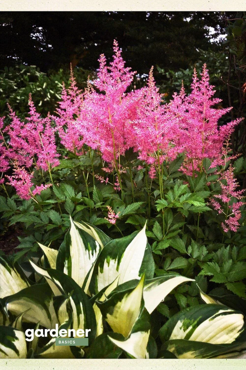 Hostas Landscaping: The Easiest Way to Create a Stunning Shade Garden