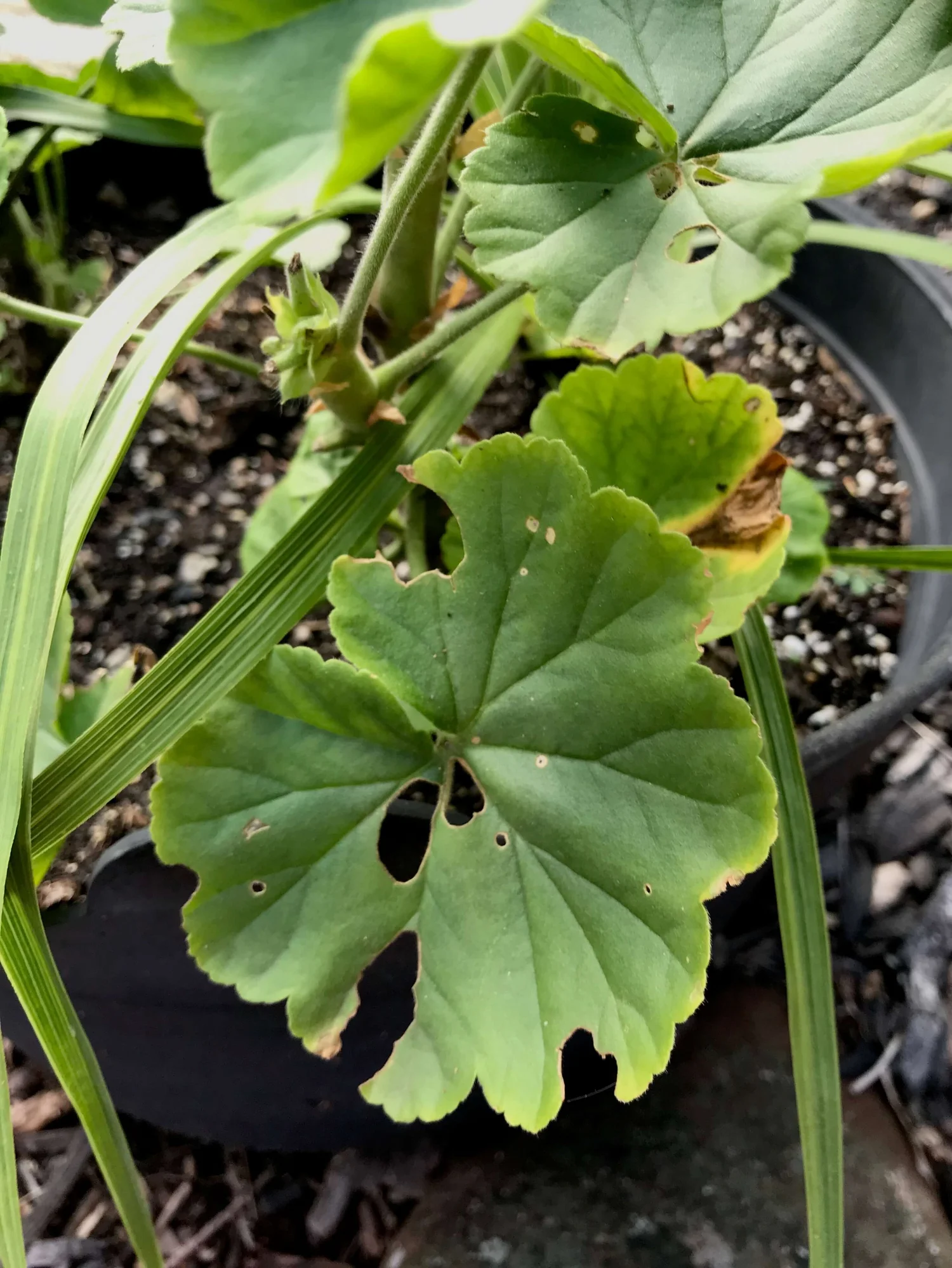 The Battle of the Budworms: Protecting Flowers From These Pests
