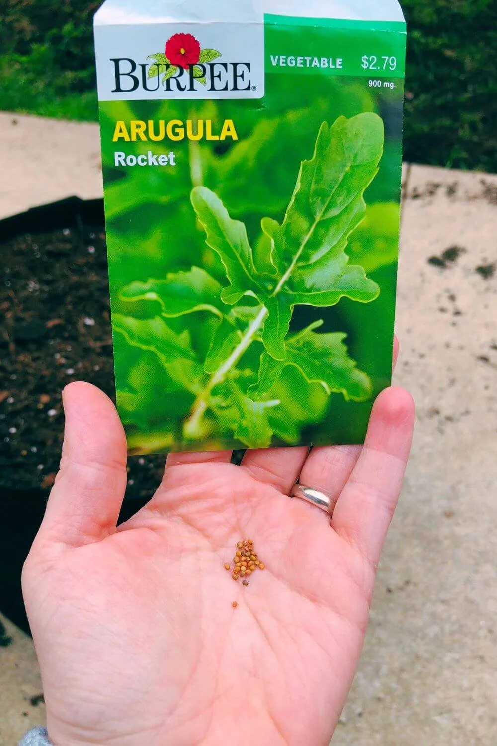 How to Grow Arugula from Seed: A Quick and Easy Win for Beginner Gardeners