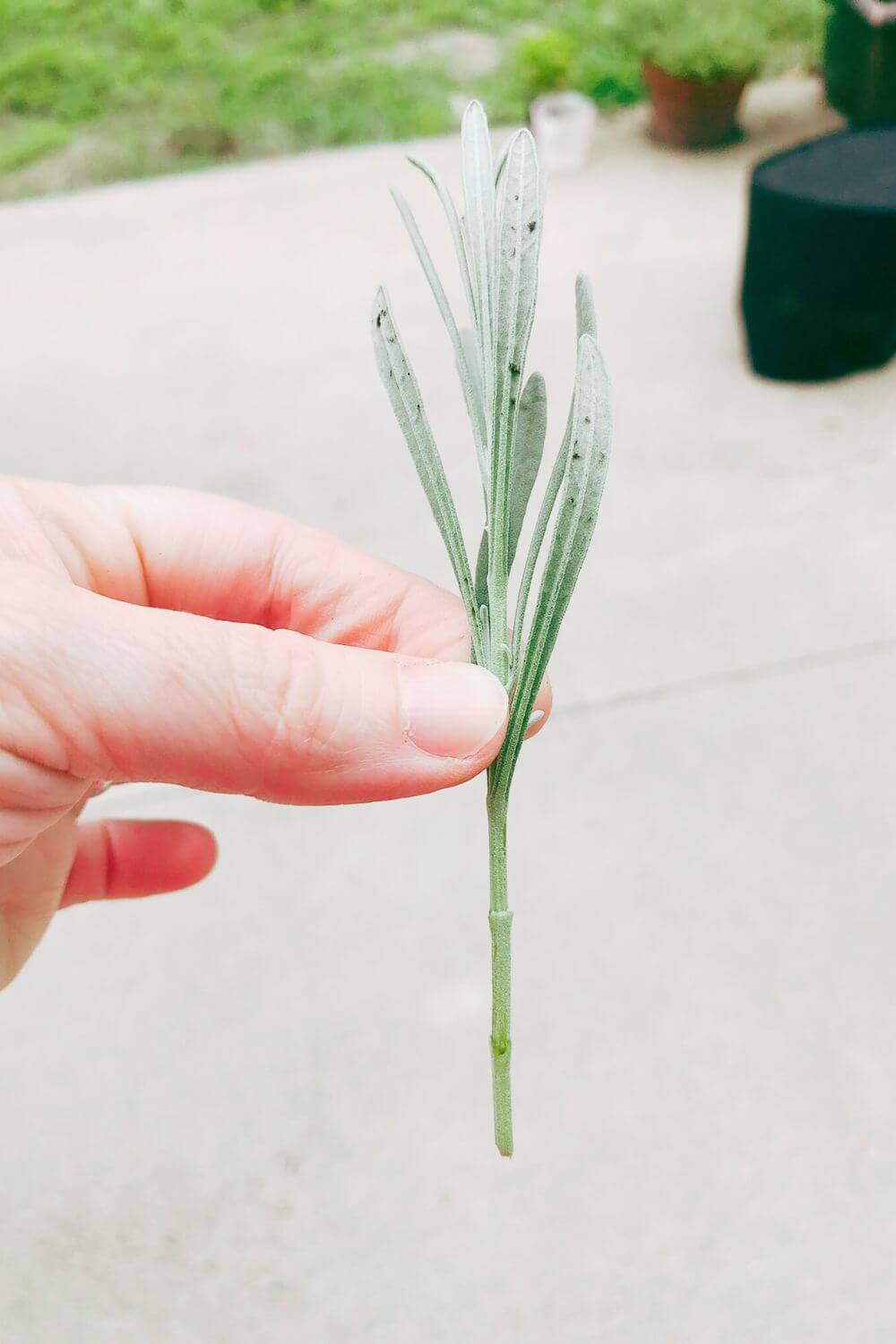How to Grow Lavender from Cuttings: A Simple Step-by-Step Guide