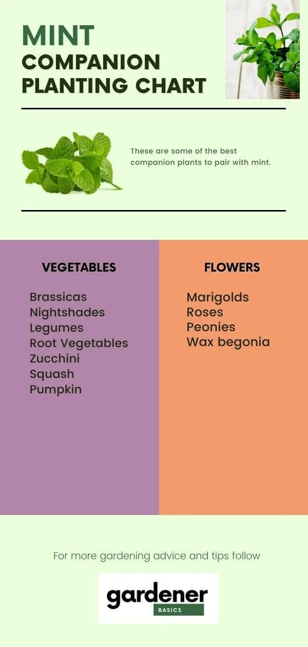 Mint Companion Plants: Friends and Foes — Gardening, Herbs, Plants, and Product Reviews