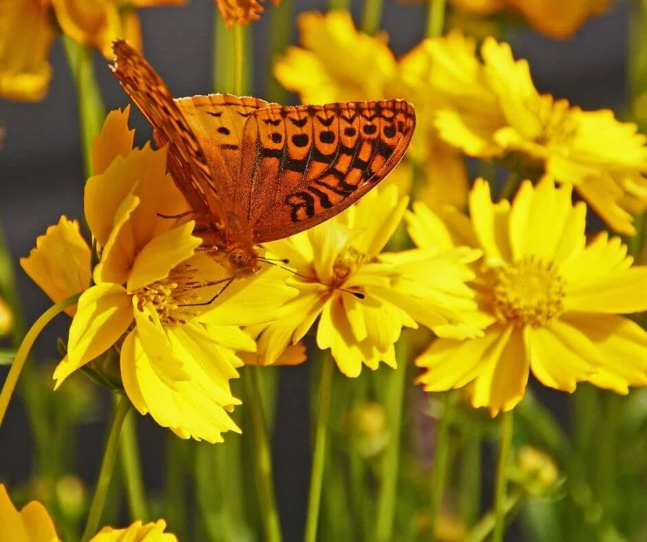 The Best and Worst Flowers for Attracting Pollinators
