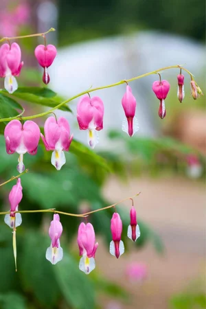 Spring Flowers That Practically Grow Themselves