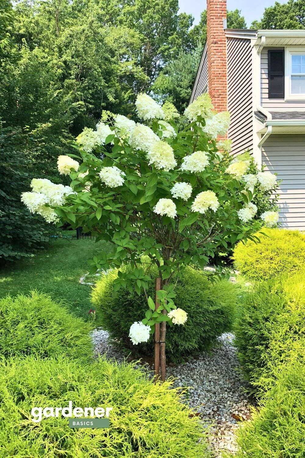 The Foolproof Way to Prune Limelight Hydrangeas for Gorgeous Flowers