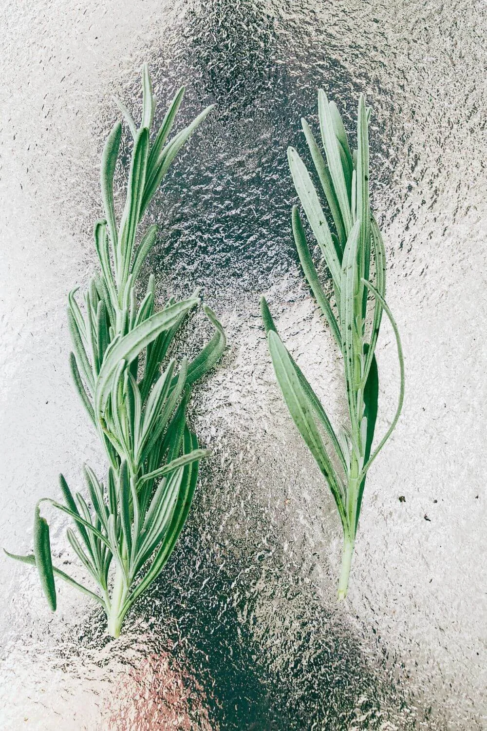 How to Grow Lavender from Cuttings: A Simple Step-by-Step Guide