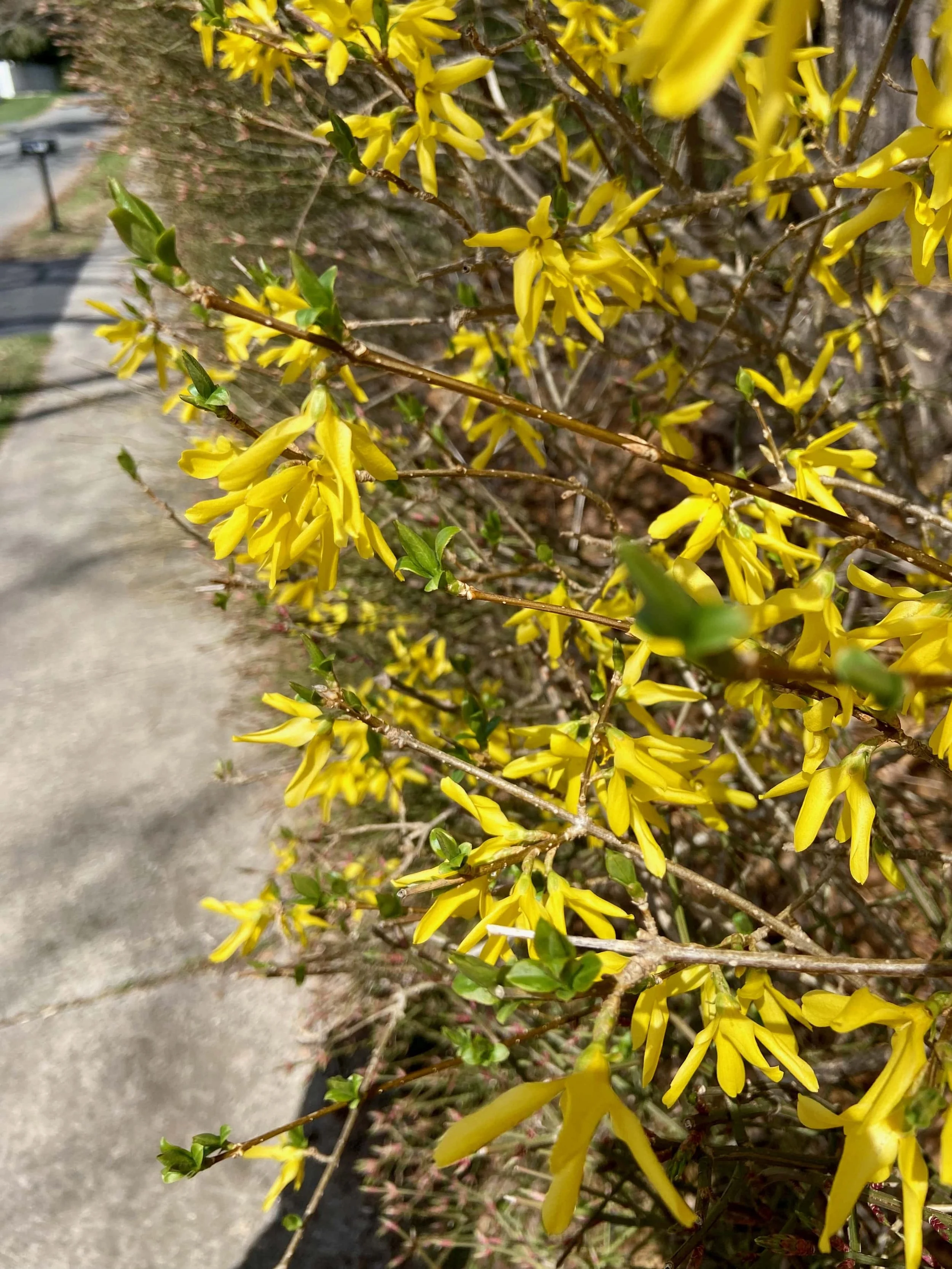 Spring Into Action: Trimming Your Forsythia