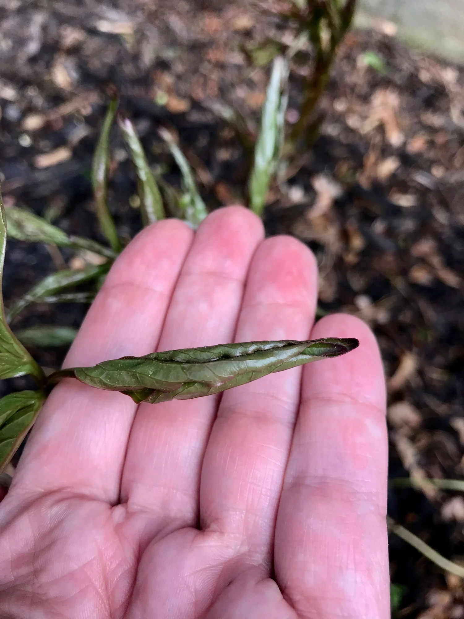 Uncovering the Causes of Peony Leaves Curling