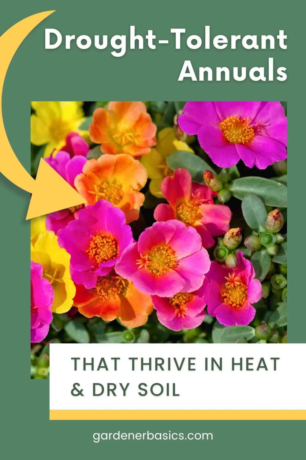 The Best Drought-Tolerant Annuals for a Stunning, Low-Water Summer Garden