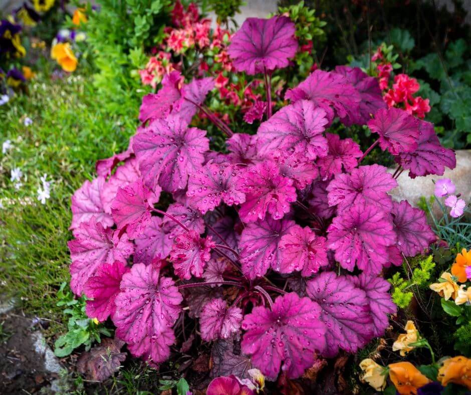 25 Stunning Pink Perennials to Enhance Your Garden