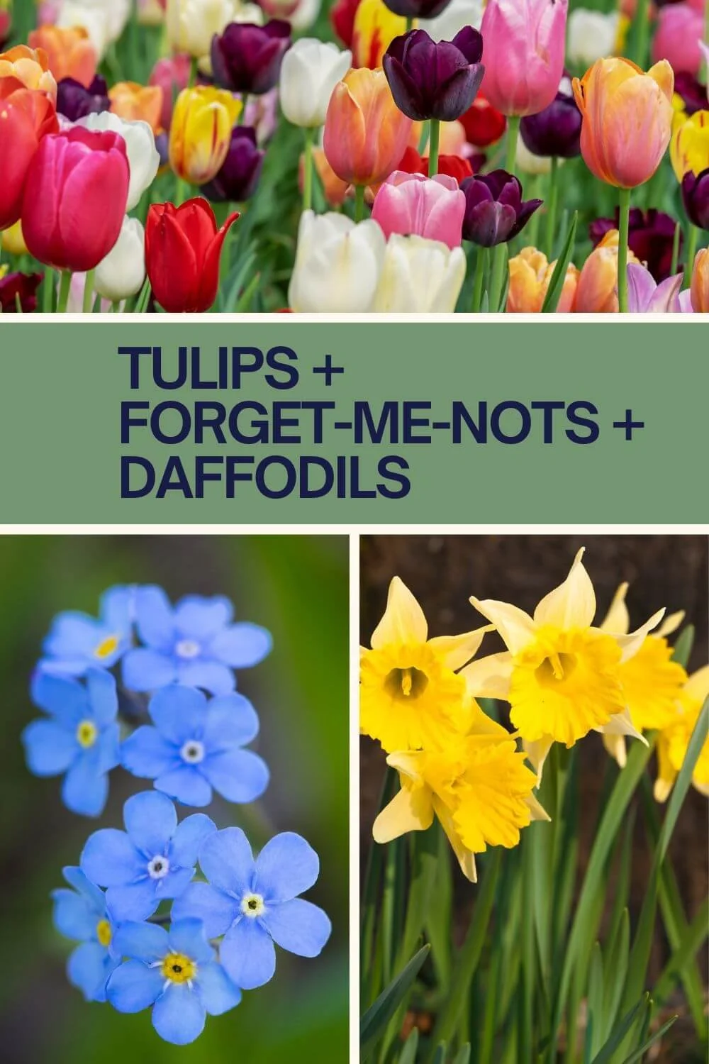 Plant This with That: Flower Pairings for a Gorgeous Garden