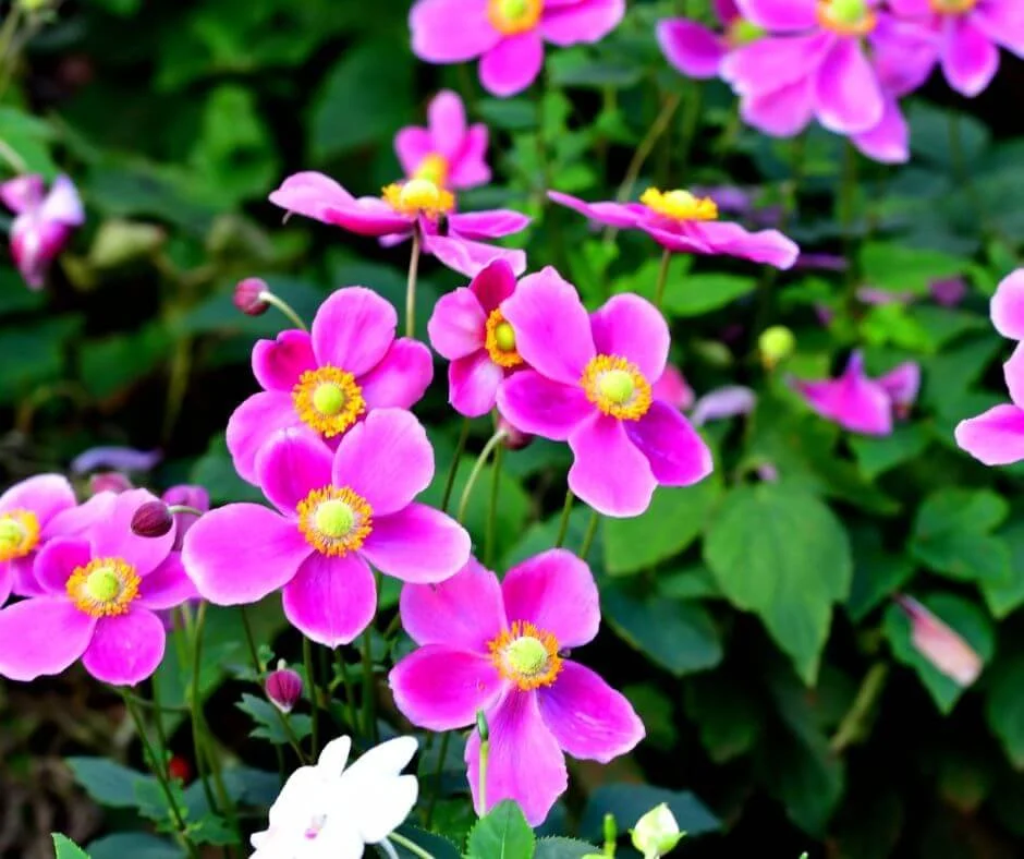 25 Stunning Pink Perennials to Enhance Your Garden