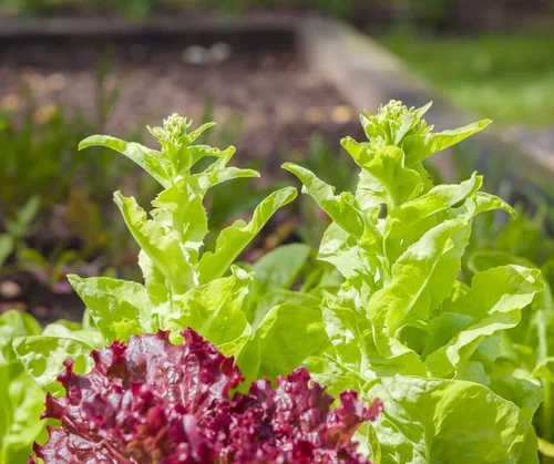 Bolting Basics: What It Is and How to Keep Your Garden in Check