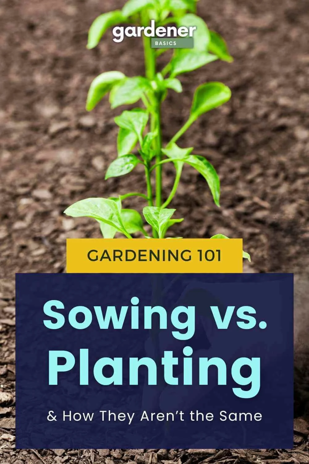 Sowing vs. Planting: Understanding the Basics for First-Time Gardeners