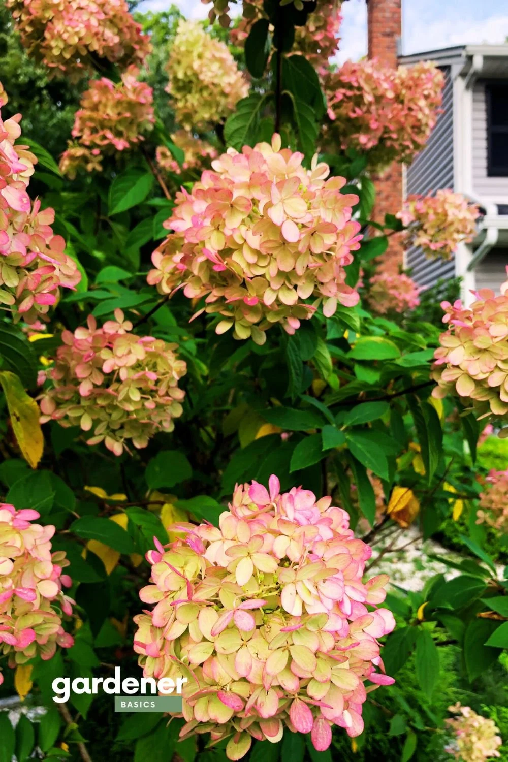 The No-Stress Hydrangea: Growing Limelight Hydrangeas with Ease