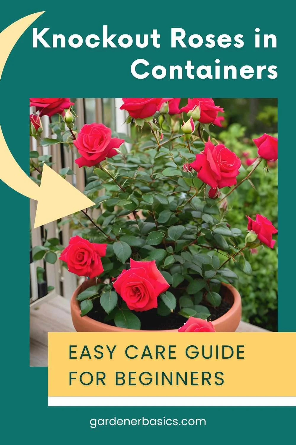 How to Care for Knockout Roses in Pots: The Ultimate Guide