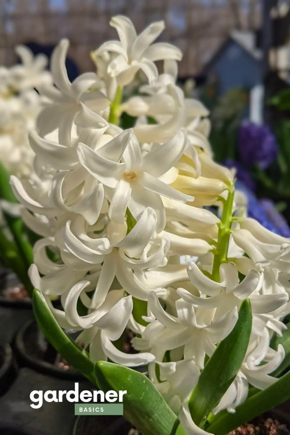 11 Perennials with Fragrant Spring Flowers You'll Love in Your Garden