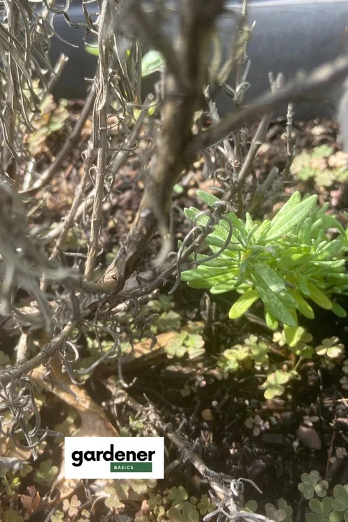 Is My Lavender Dead? How to Tell if It’s Dormant or Gone for Good