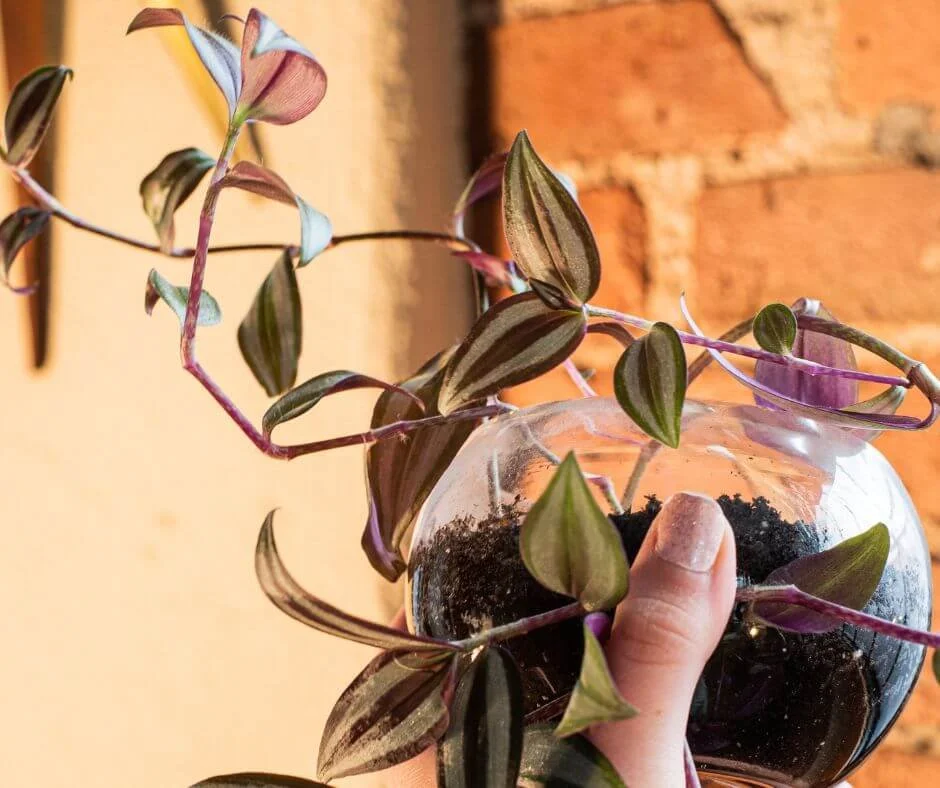 15 Fast Growing Indoor Plants for Your Home