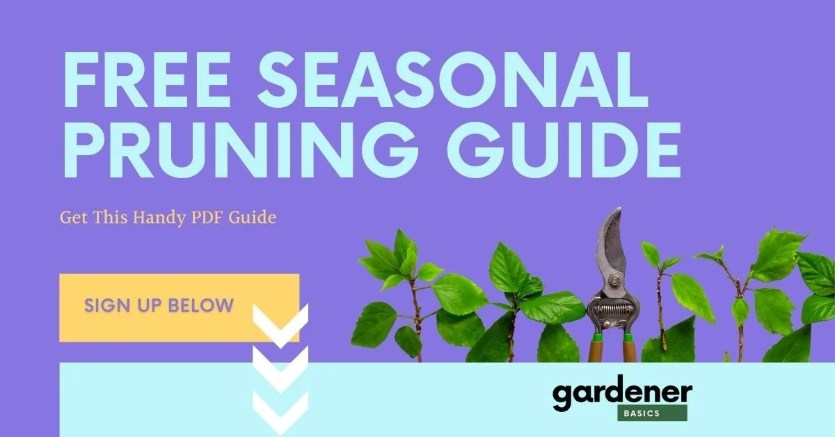 How to Grow Lavender from Cuttings: A Simple Step-by-Step Guide