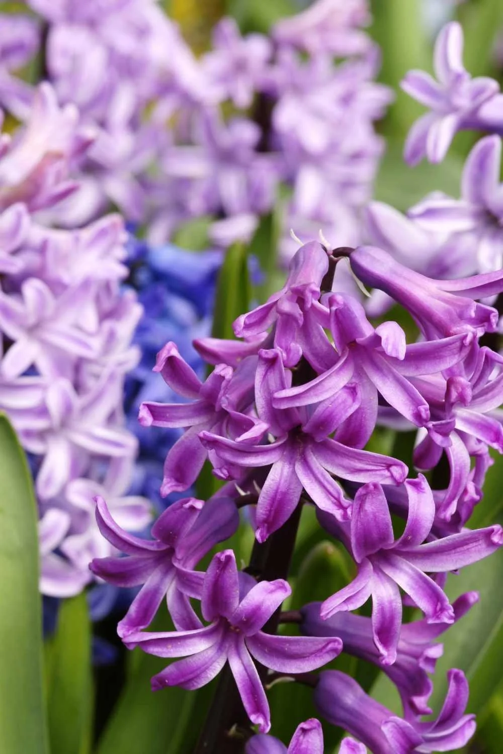 Spring Flowers That Practically Grow Themselves