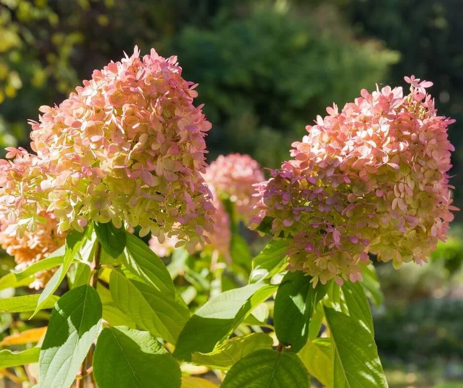 The Best and Worst Flowers for Attracting Pollinators