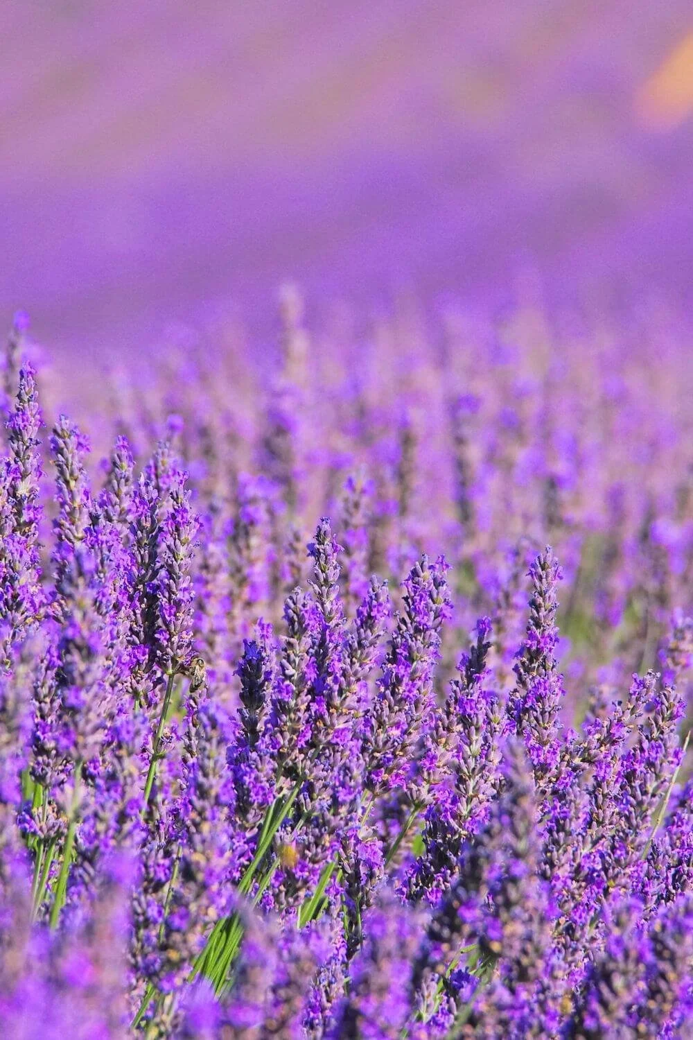 15 Drought Tolerant Perennials That Survive Scorching Summers 7577