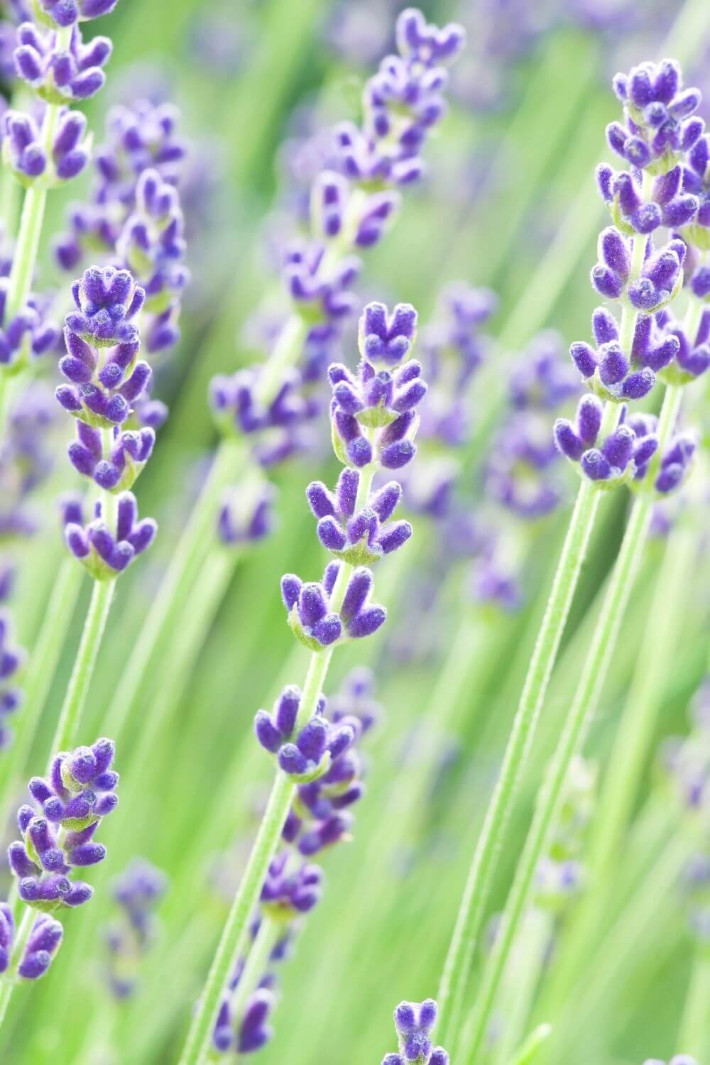 Types of Lavender: A Comparison Guide for the Perfect Choice