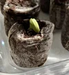 Plant Smarter, Not Harder: Starting Cucumber Seeds Indoors the Easy Way