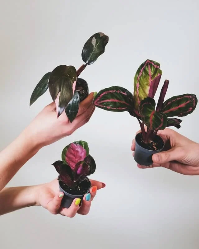 The Pink Princess Philodendron: A Detailed Care Guide