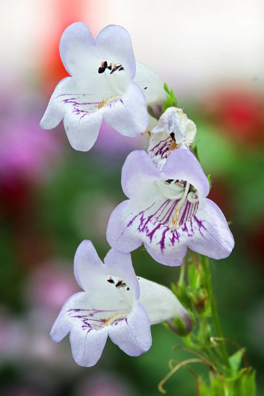 Named the Best Picks for Full Sun Perennials: A Gardener’s Must-Have List