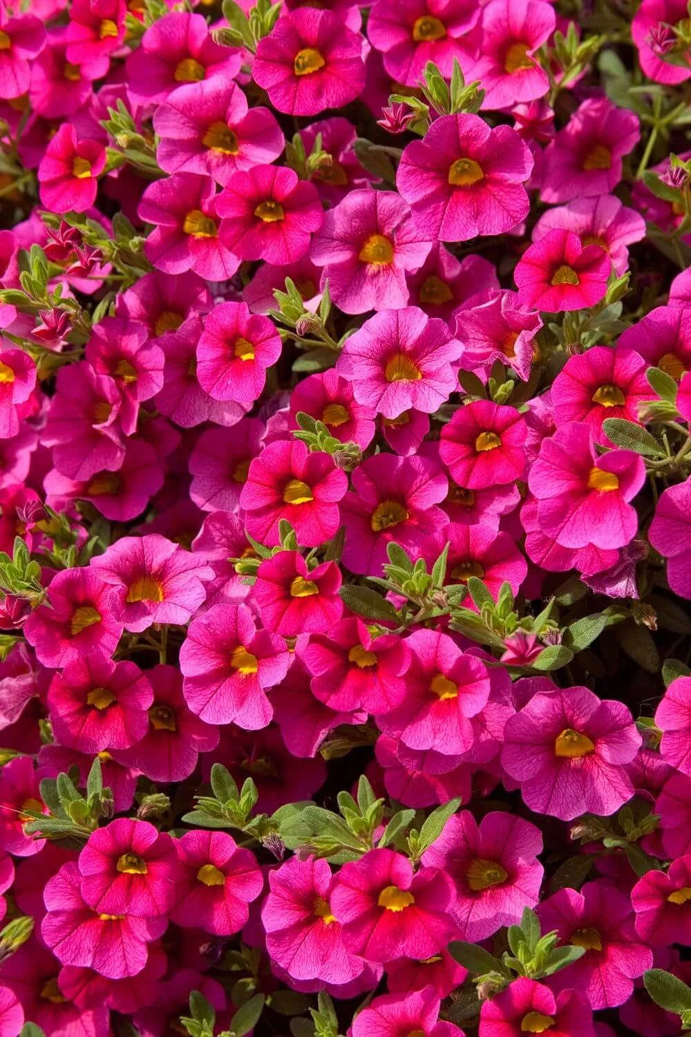 11 Stunning Dark Cherry Red Flowers to Plant This Year