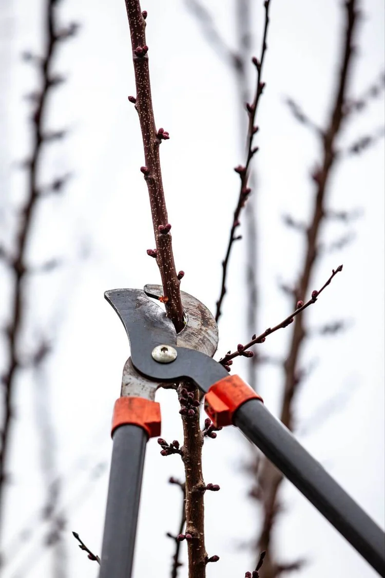 The Ultimate Guide to Pruning Tools: What You Need to Get Started