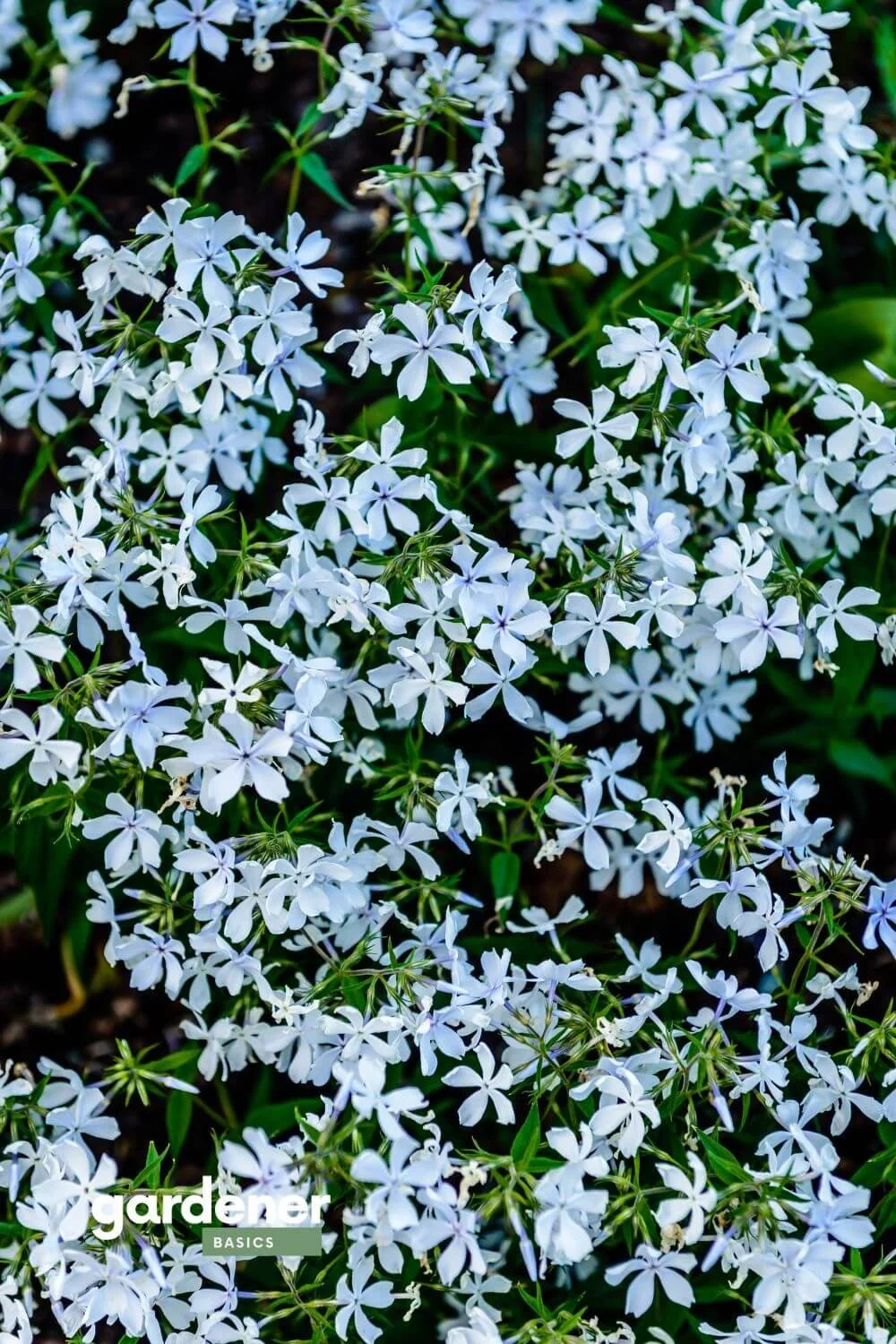 How to Grow a Moon Garden: Flowers That Glow and Smell Amazing at Night