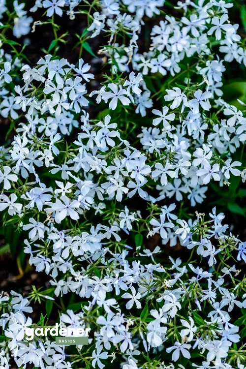 How to Grow a Moon Garden: Flowers That Glow and Smell Amazing at Night