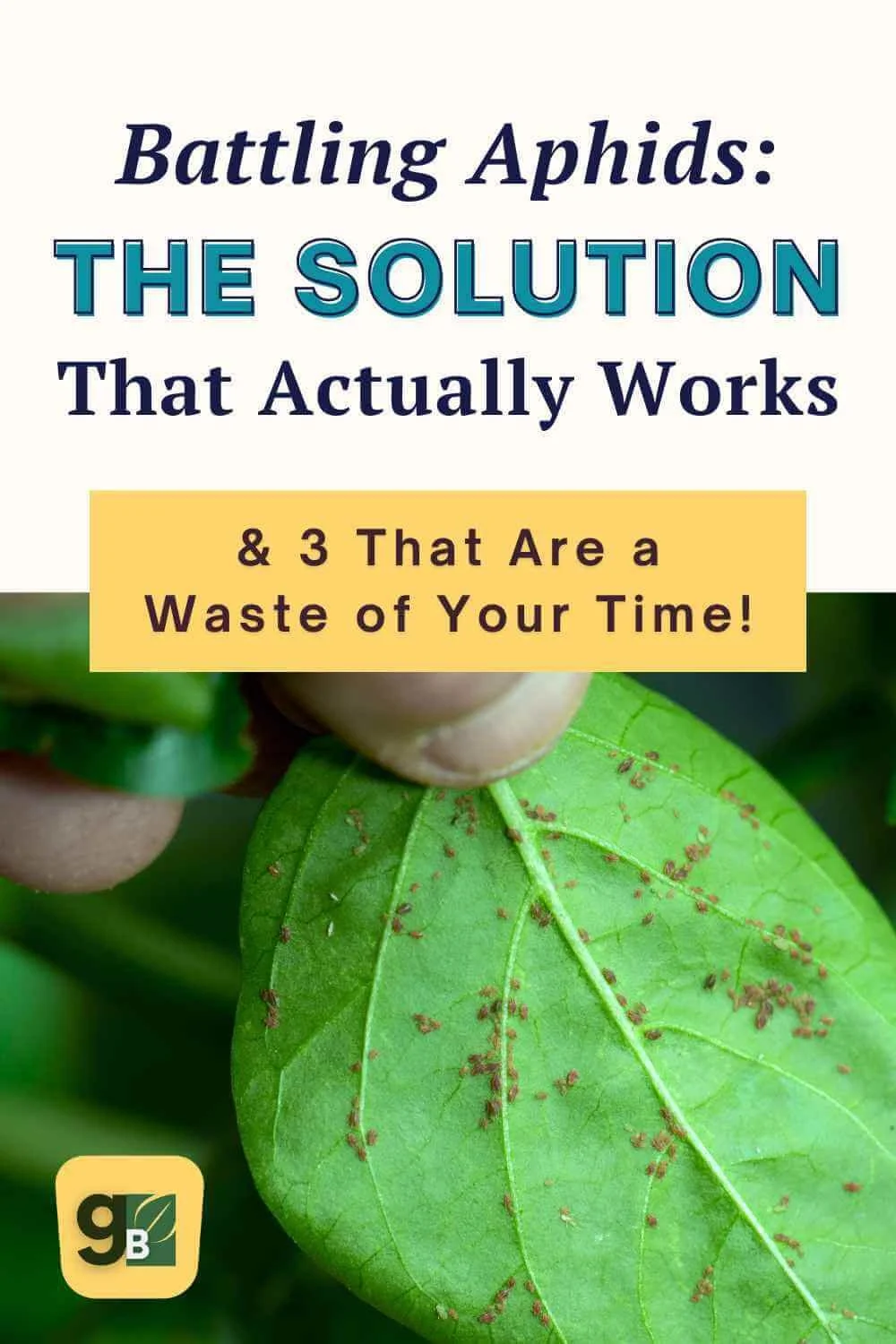 Battling Aphids: 3 Popular Solutions That Just Don't Cut It & 1 Simple ...