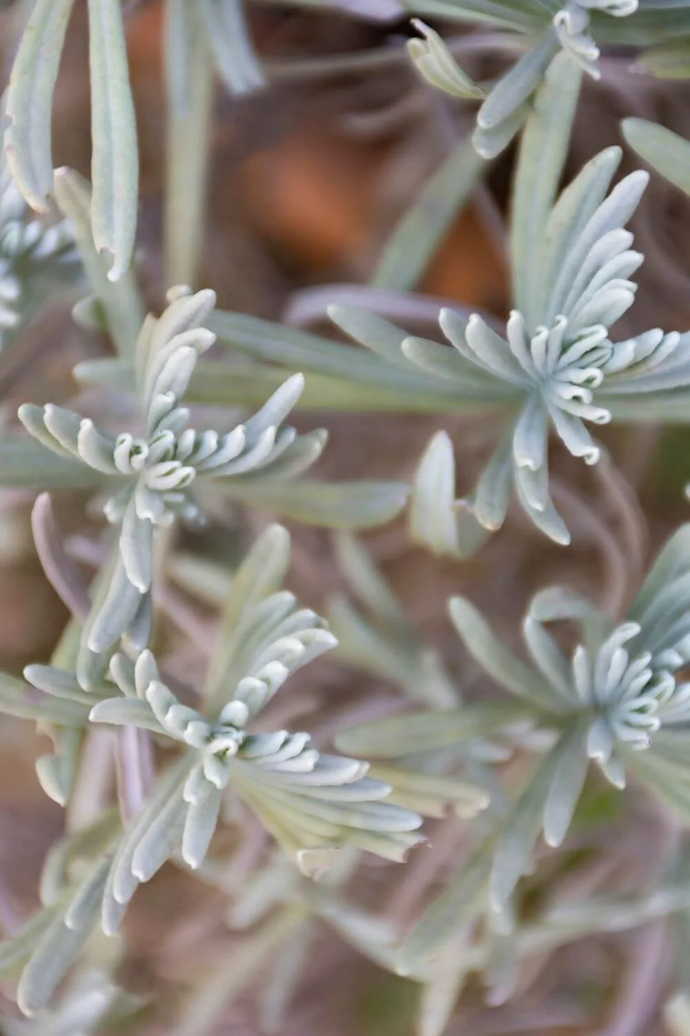 Types of Lavender: A Comparison Guide for the Perfect Choice