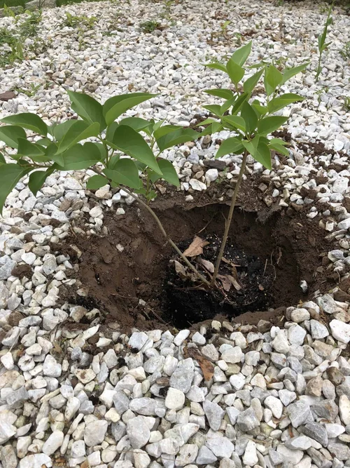 How to Transplant Lilac Shoots: The Ultimate Guide