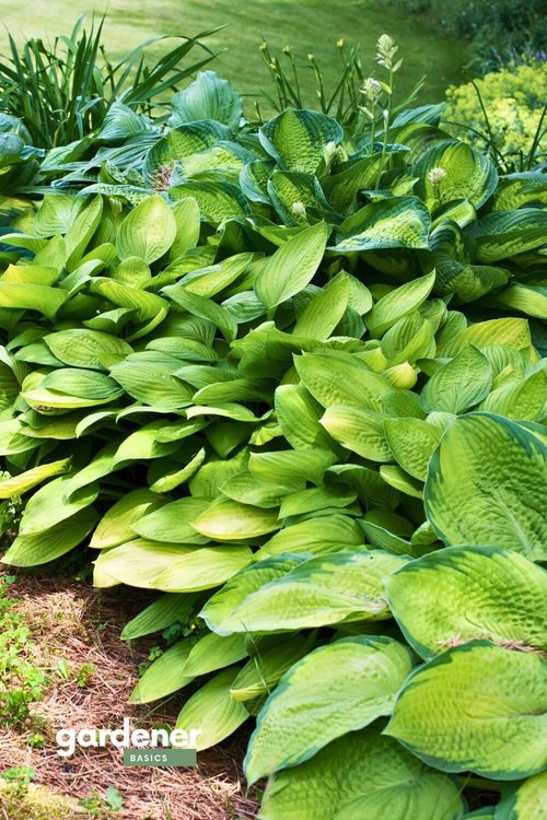 Hostas Landscaping: The Easiest Way to Create a Stunning Shade Garden