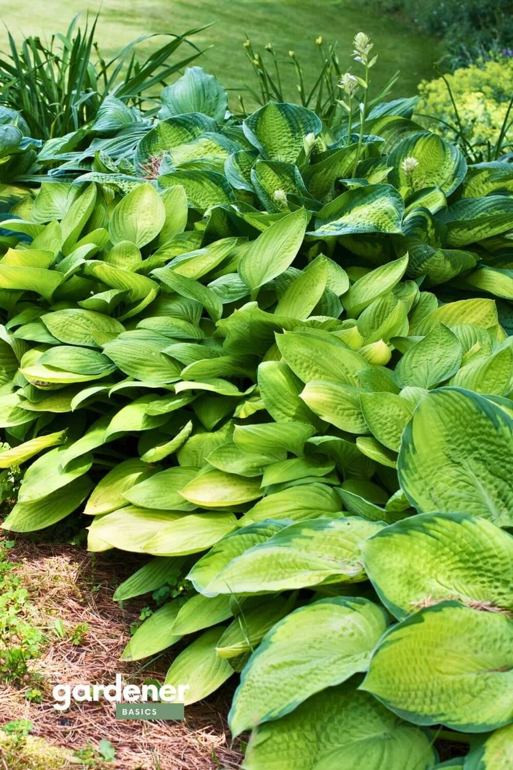 Hostas Landscaping: The Easiest Way to Create a Stunning Shade Garden