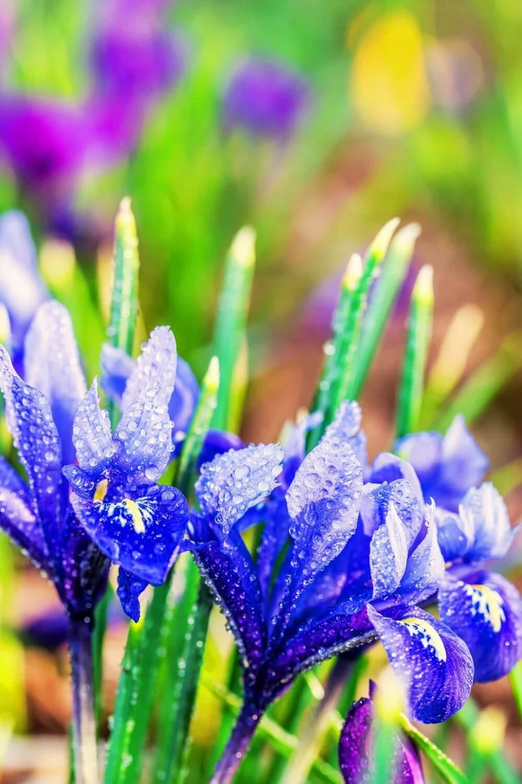11 Perennials with Fragrant Spring Flowers You'll Love in Your Garden