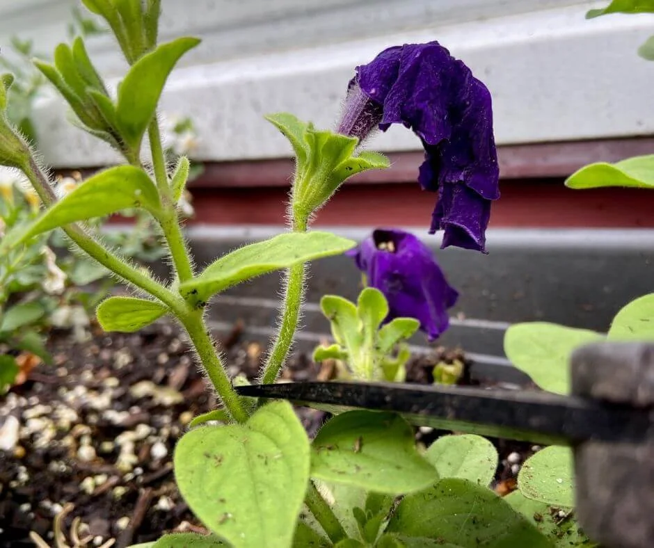 How I Learned the Secret to Fuller Petunias: Pinching Back!