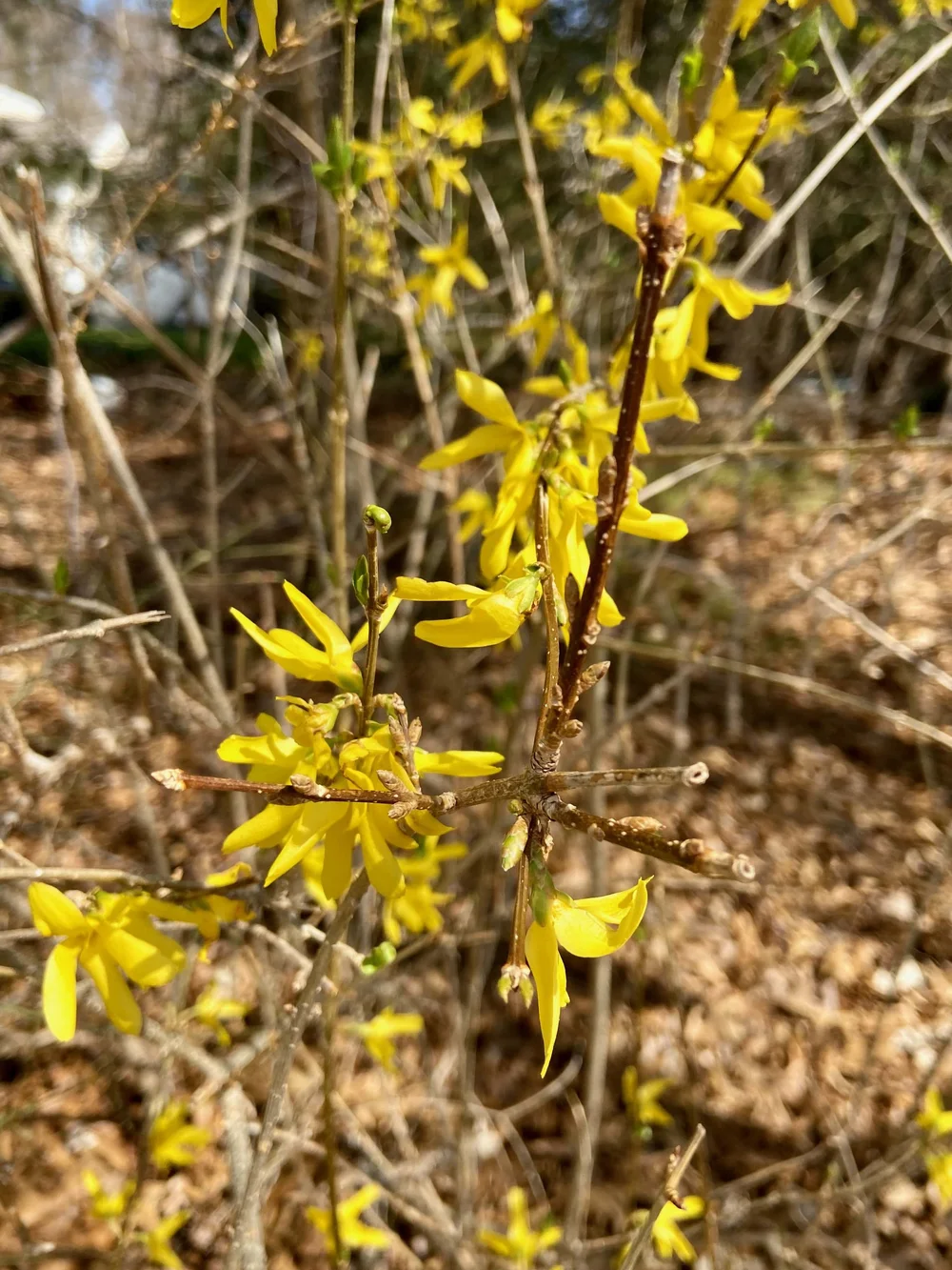 Spring Into Action: Trimming Your Forsythia