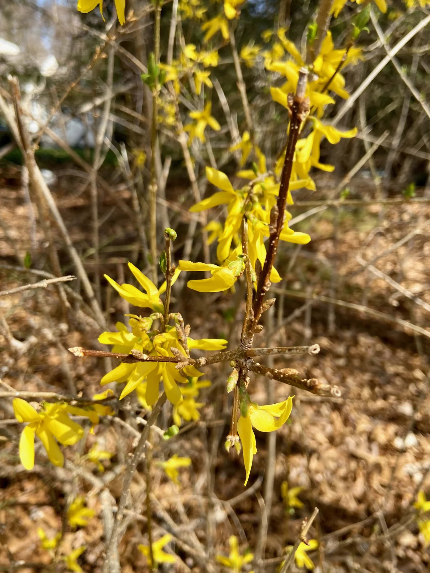 Spring Into Action: Trimming Your Forsythia