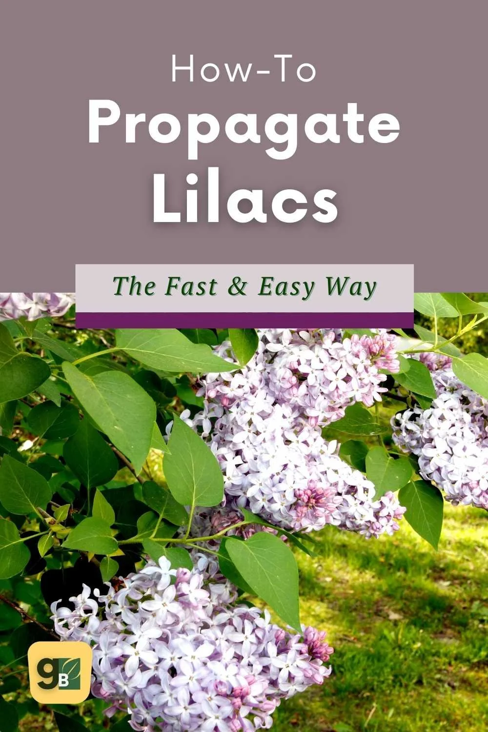 How to Propagate Lilacs: A Step-by-Step Guide