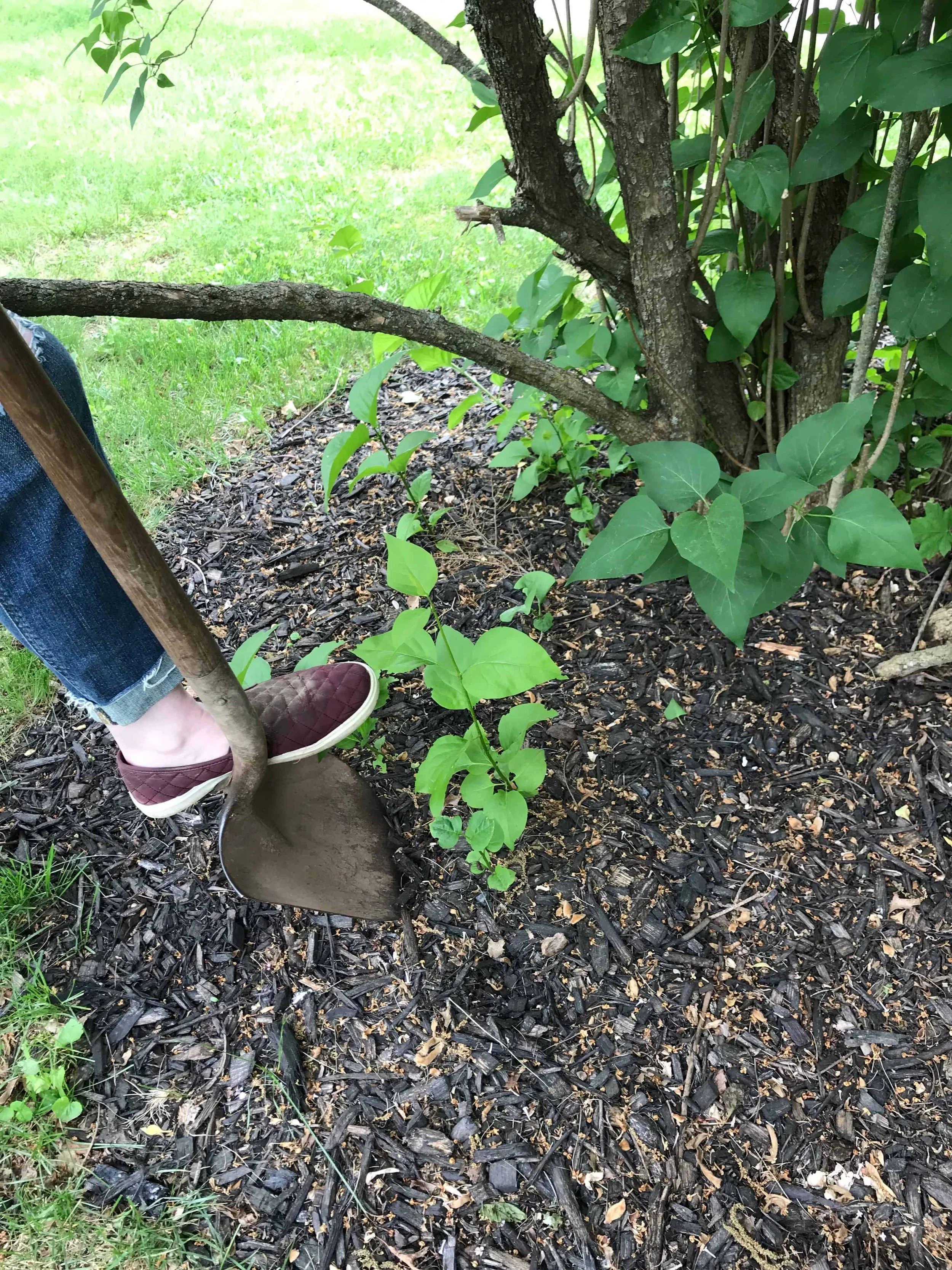 How to Propagate Lilacs: A Step-by-Step Guide
