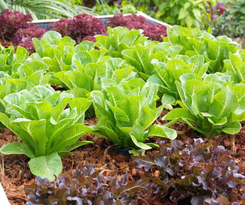 The Best Arugula Companion Plants (& Ones to Avoid)
