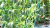 Cucumber Transplant Shock: Reasons, Symptoms, and Solutions